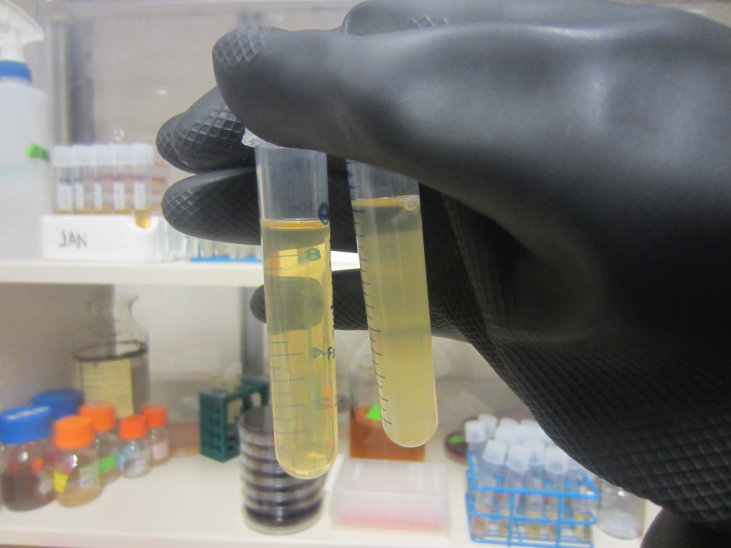 Research – Devlin Lab