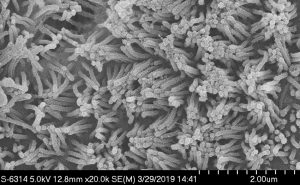 Publications – Devlin Lab