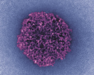 Publications – Devlin Lab