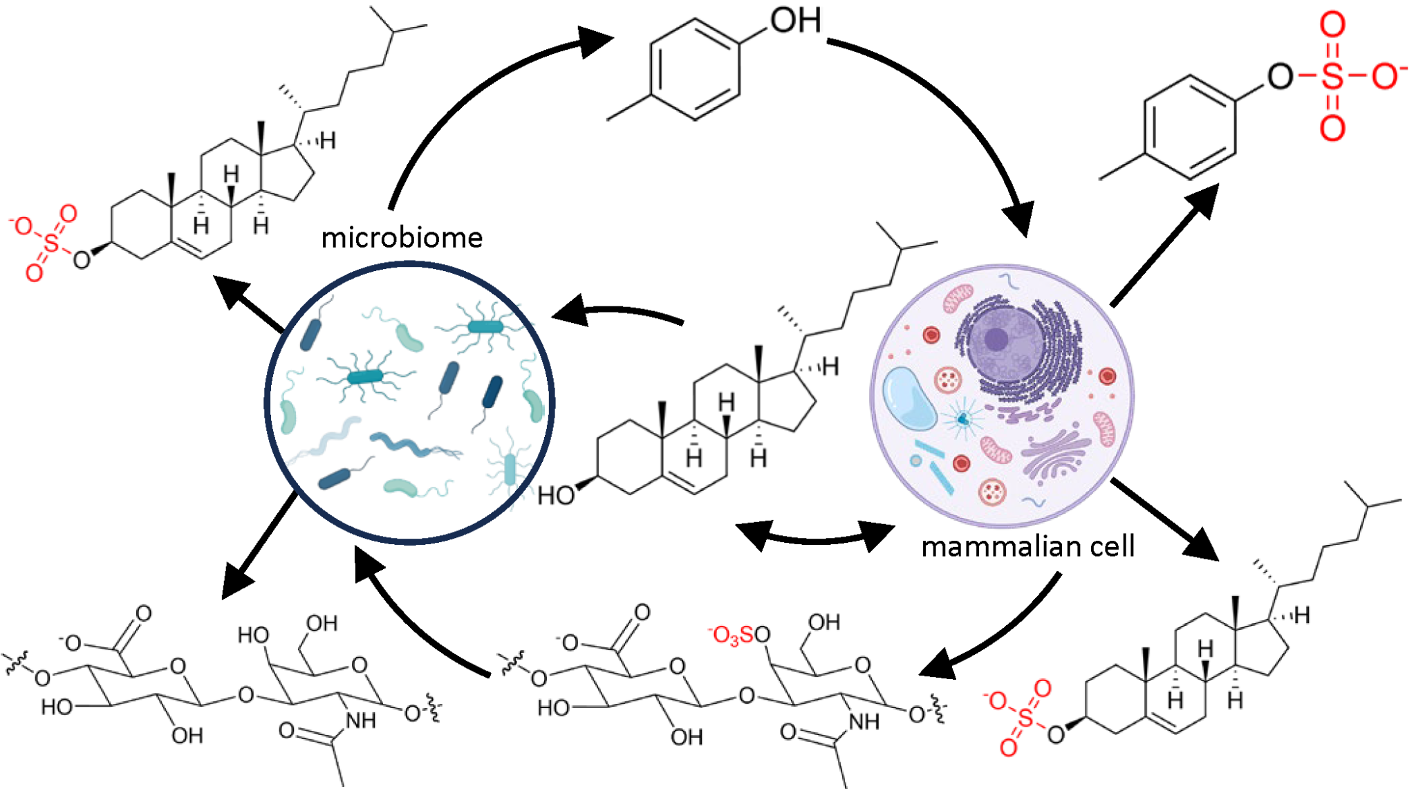 Publications – Devlin Lab