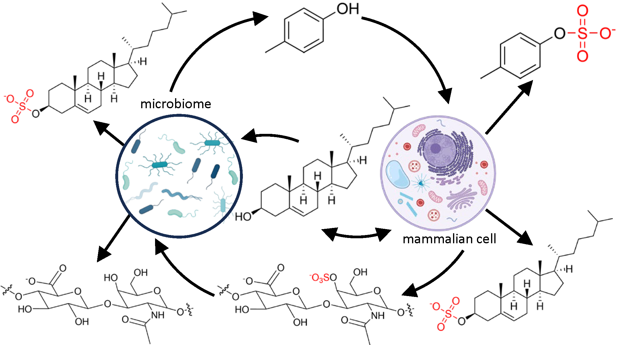 Publications – Devlin Lab